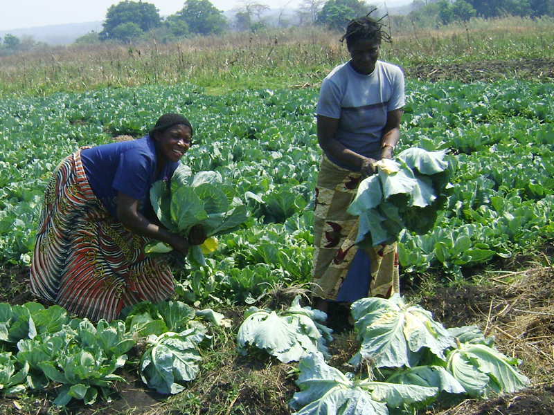 Auslandsprojekte: DR Kongo: Caritas Österreich